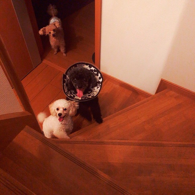 パル・ノア・ミミ: cozy court 居心地の良い家